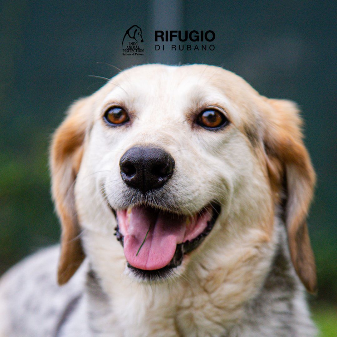 Barollo - Contemporary Italian Wines